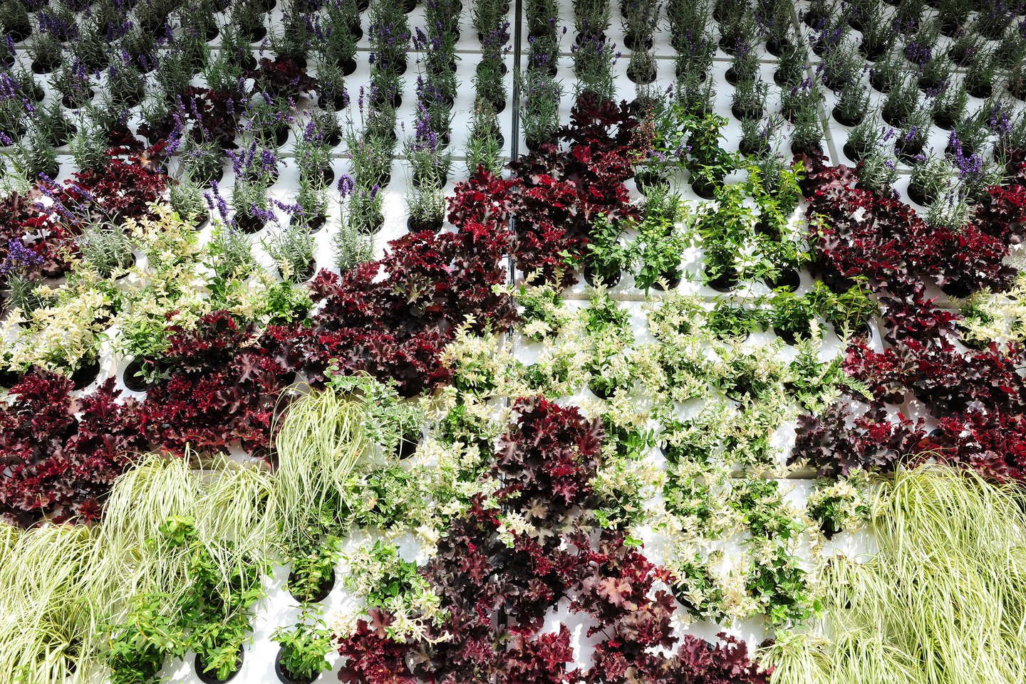 Adam living wall